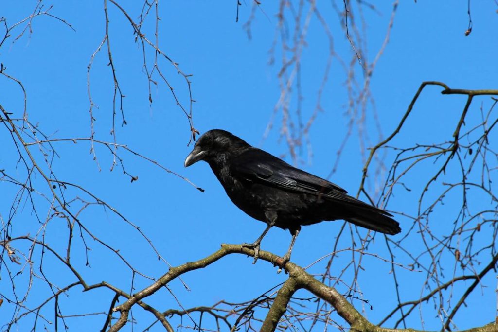 99+ Names That Mean Crow